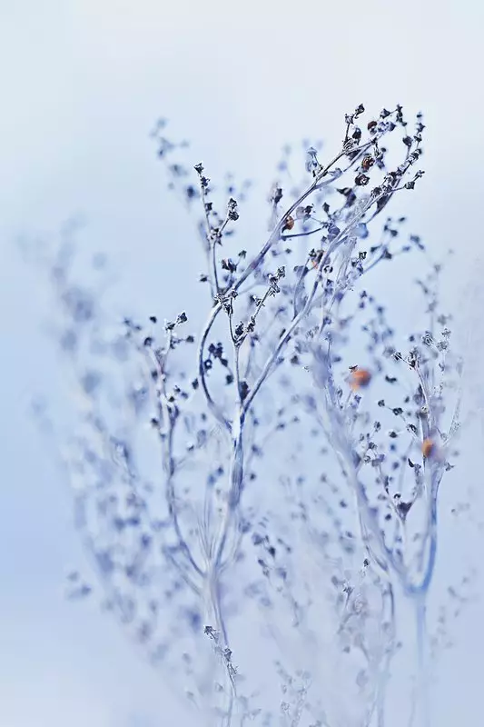 Photo Concours "Wëll Déieren vu Russland-2016": de Gewënner zu Moskau ausgezeechent goufen