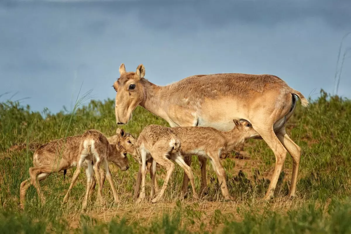 Concurs de fotografie "Wildlife din Rusia-2016" în St. Petersburg