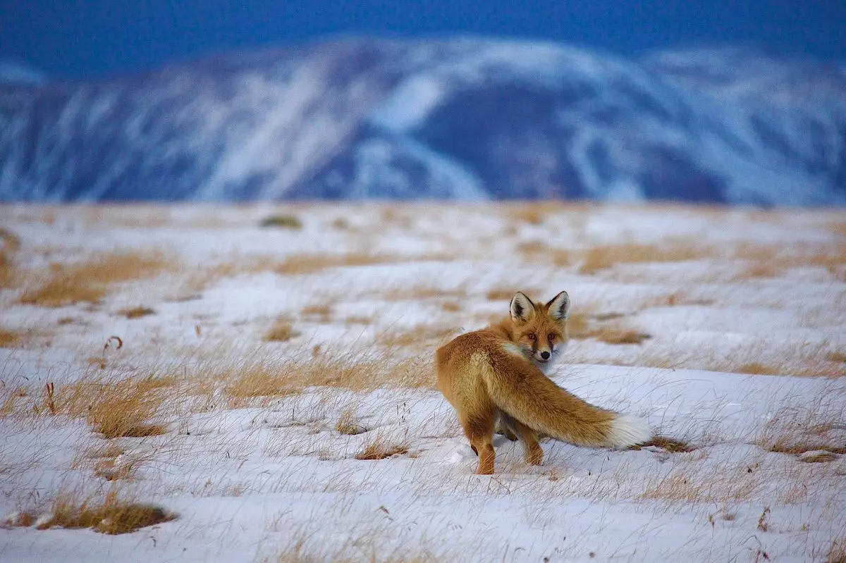 Razstava fotografij "Wildlife of Rusije" se bo odprla v Ulyanovsk