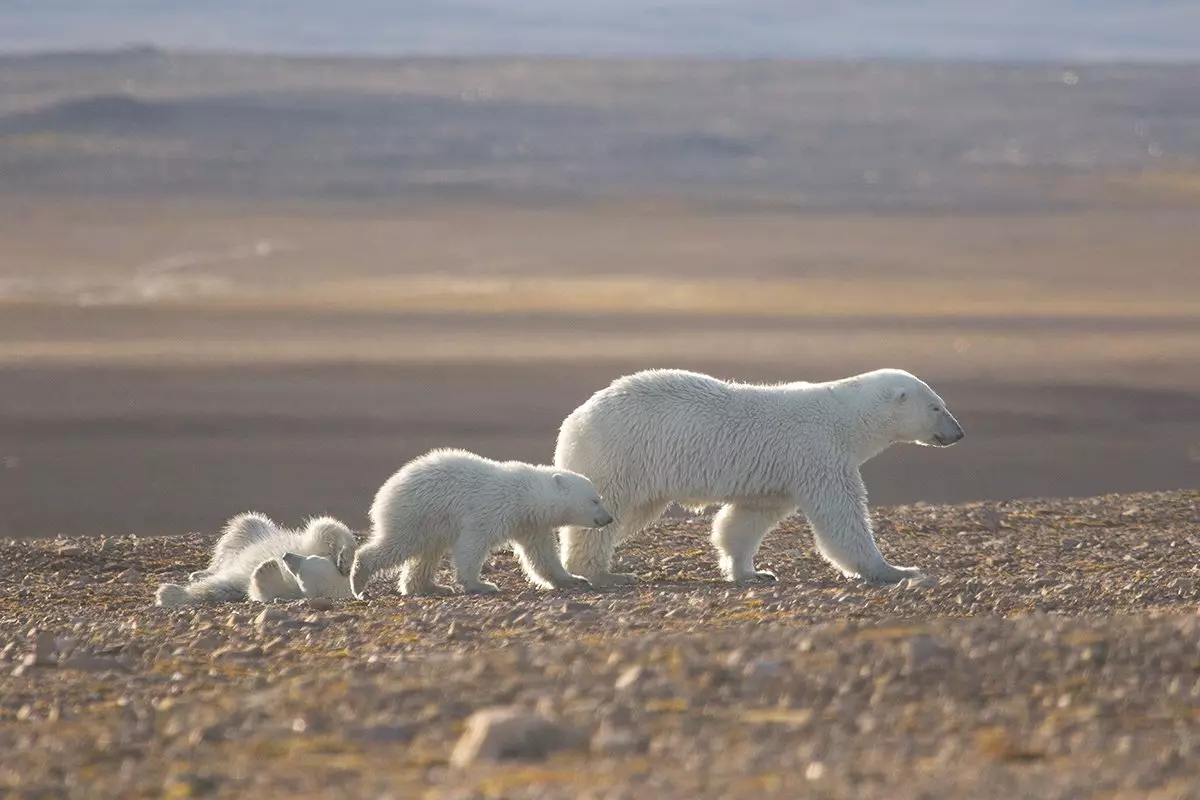 Izithombe ezinhle kakhulu ze- "Wildlife of Russia" vele e-Yekaterinburg!