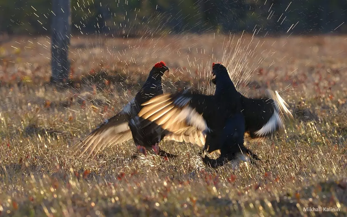 Ekspozita e fotografive "Wildlife e Rusisë" është e hapur në Kazan deri më 6 maj!