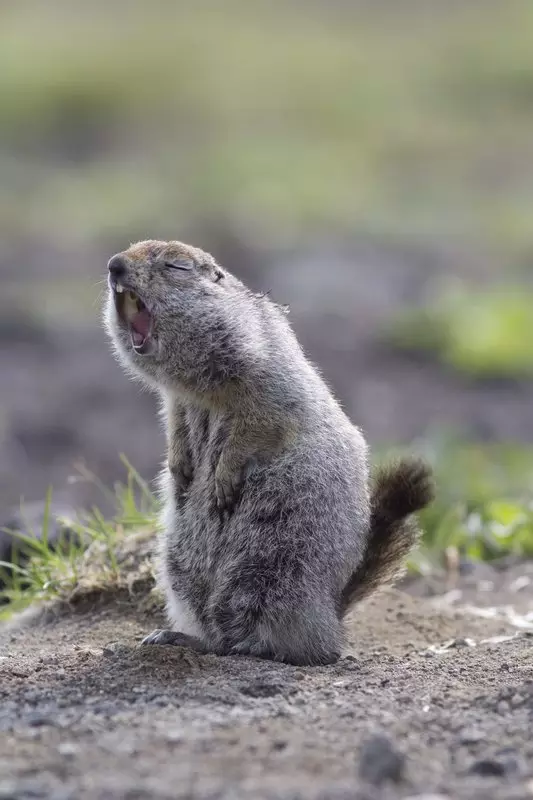 La exposición fotográfica "Fauna de Rusia" está abierta en Barnaul