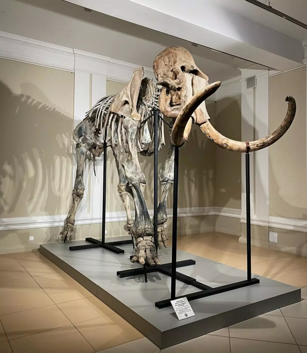 Mammothyh Matilde hittade ett par: det andra skelettet av en ullmammat uppträdde i samlingen av Novosibirsk Museum