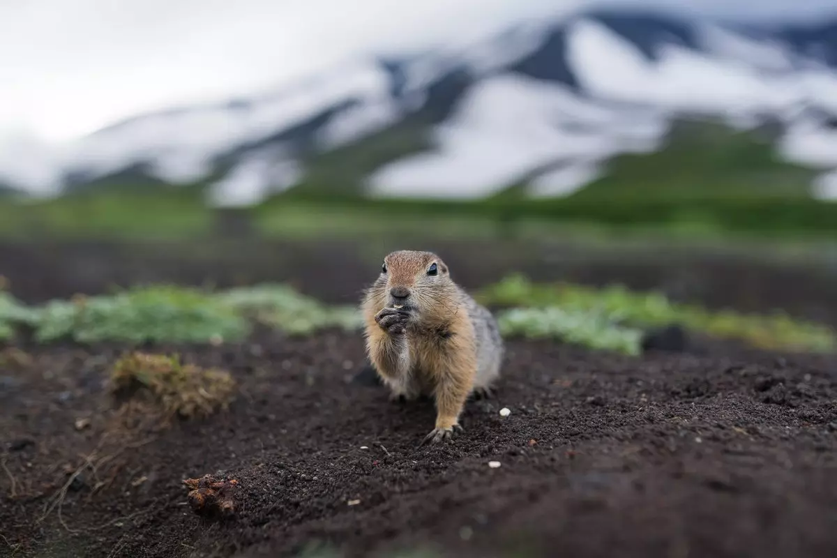 29. augusta v Kemerove začne prácu fotografickej výstavy "Wildlife of Russia"