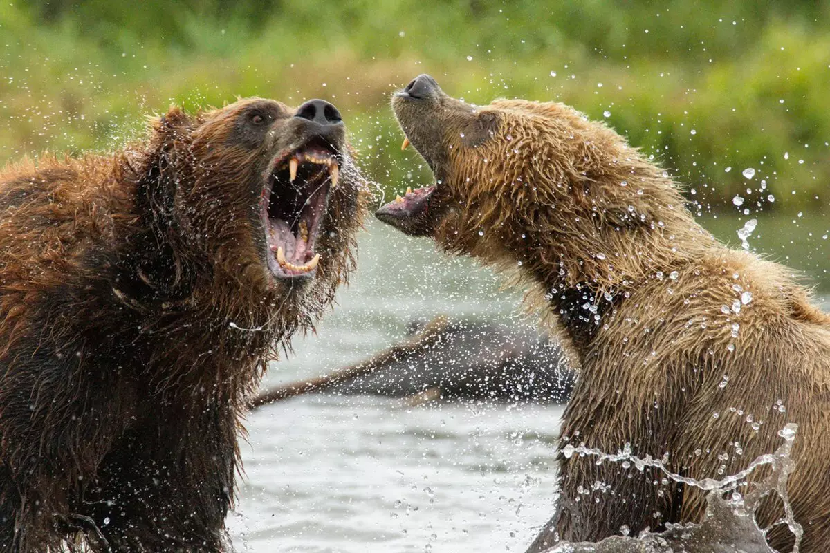 A exposición "Wildlife of Russia-2017" chegou a Kirov