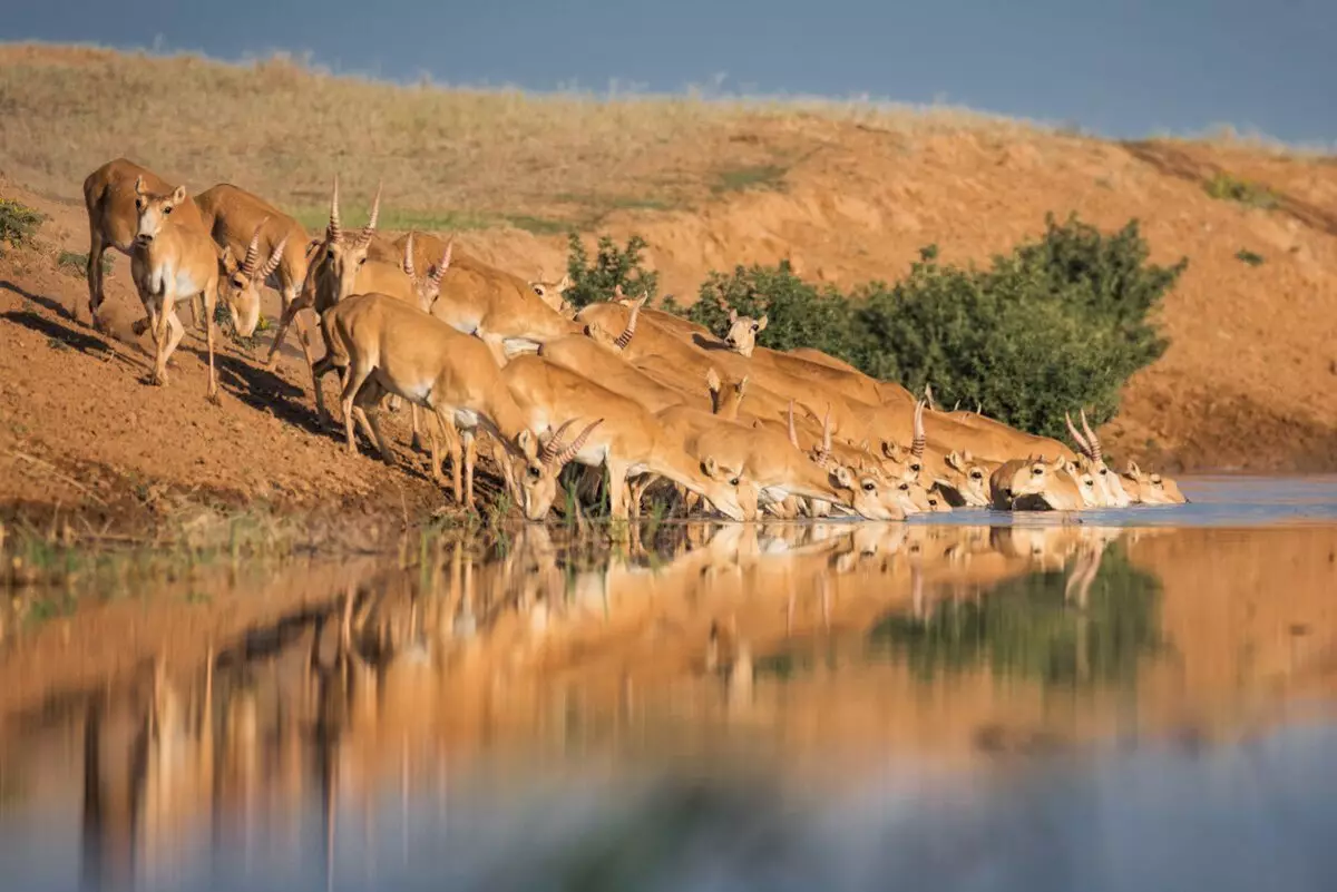 Ekspozita e fotografive "Wildlife e Rusisë" hapet në Essentuki!