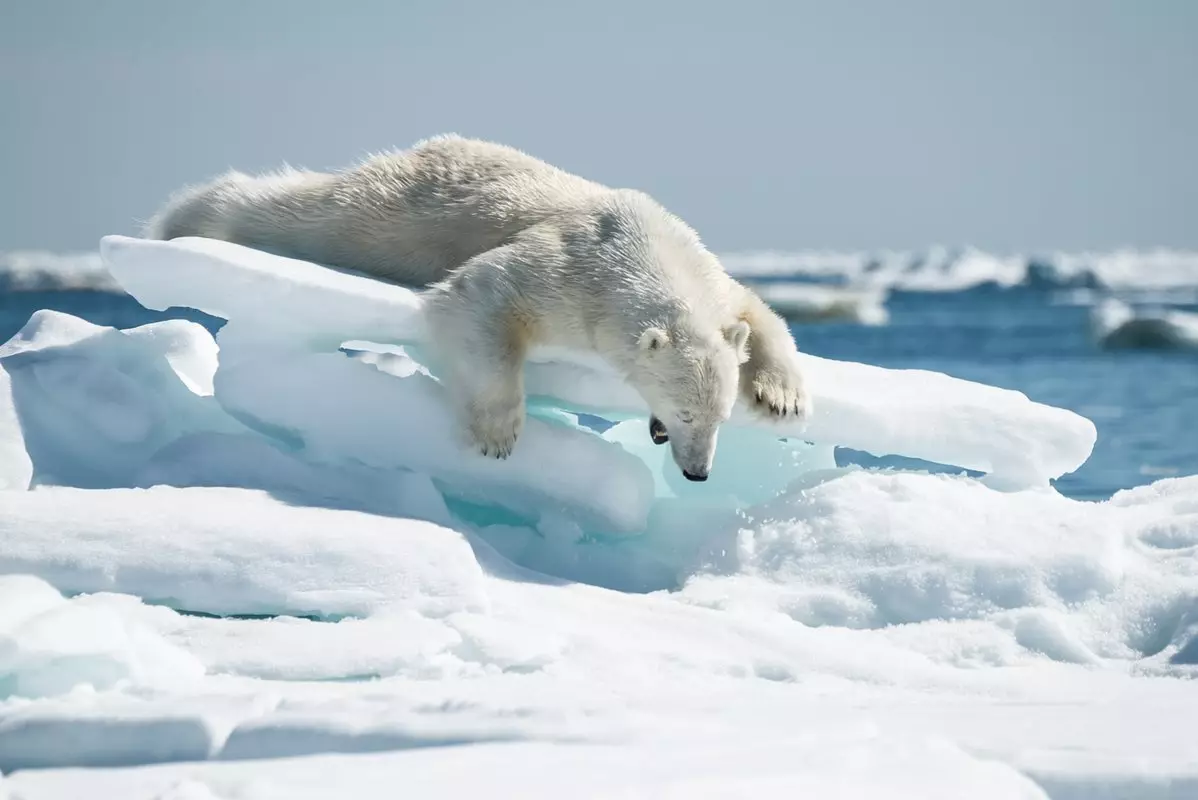 De fototentoonstelling "Wildlife of Russia 2018" wordt op 22 december geopend in de CDH!