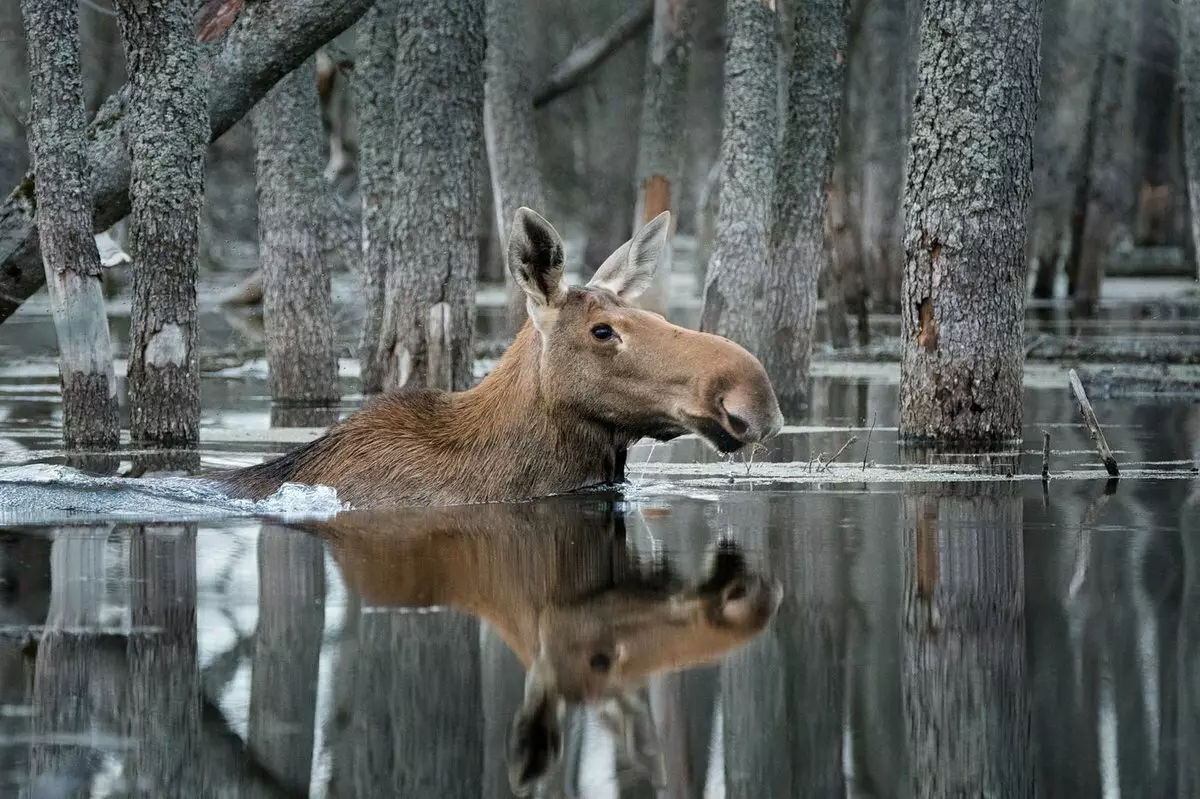 Foto ekspozicio malfermiĝis en Moskvo post la rezultoj de la konkurso "Faŭno de Rusio-2019"