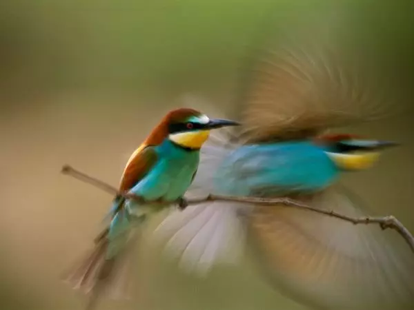 Faʻafefea ona fai ni ata matagofie, taʻalo ma le faʻaalia