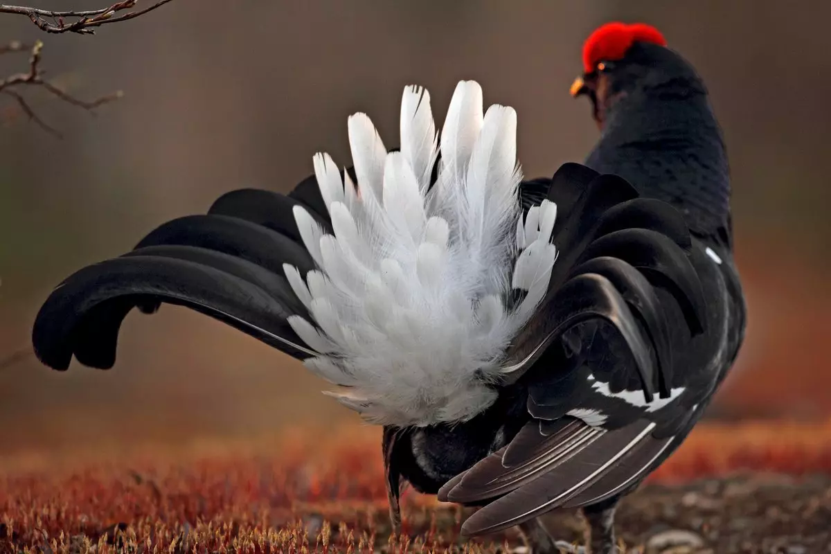 Segredos da rodaxe de aves: a historia dos mellores cadros