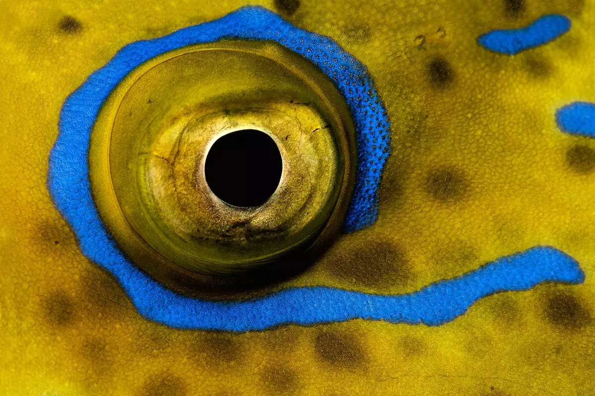 Tiroteo subacuático: como facer amigos con lente
