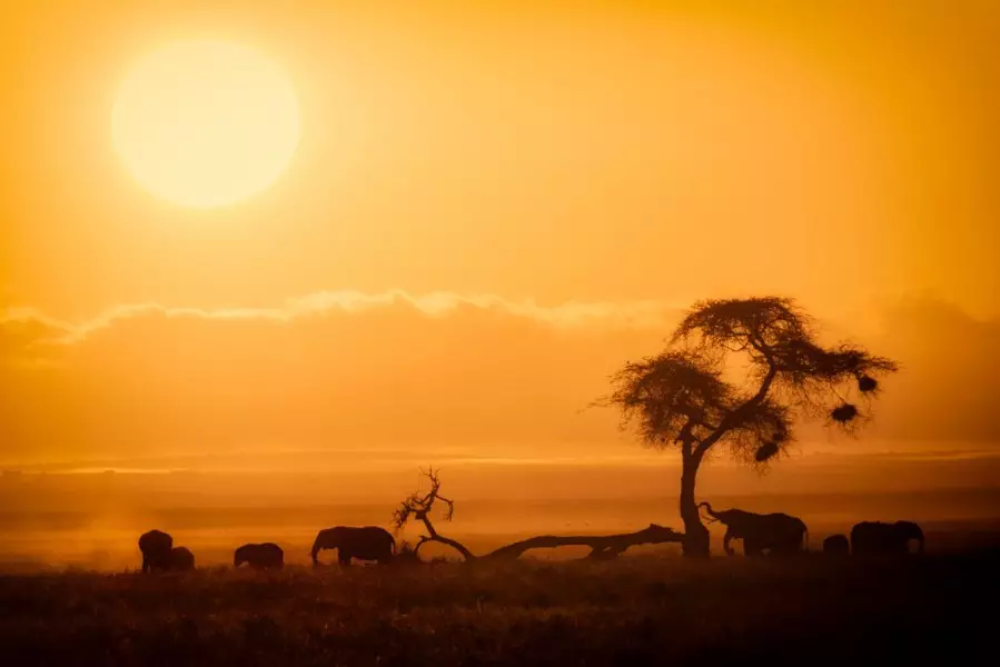 Elefanter på Kilimanjaro Bakgrund: Amboseli Park, Kenya