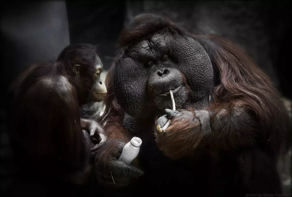Үзенеке orangutane, диңгез фил, йолдызлар һәм кәрван