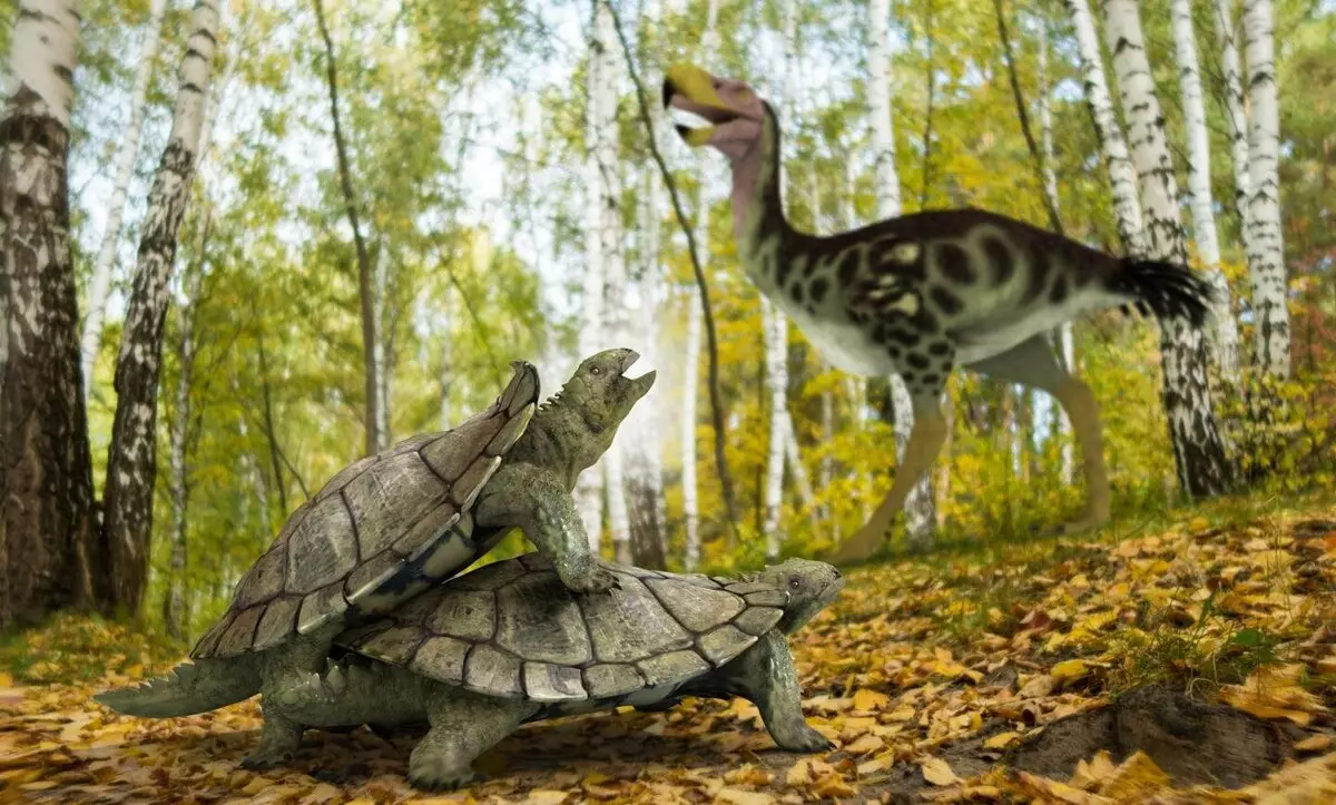 فسیل های لاک پشت را پیدا کرد که از "انقراض بزرگ توده" زنده ماند