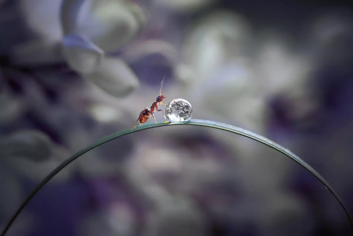 Ant Sísif, patrons inesperats Amèrica i de la terra