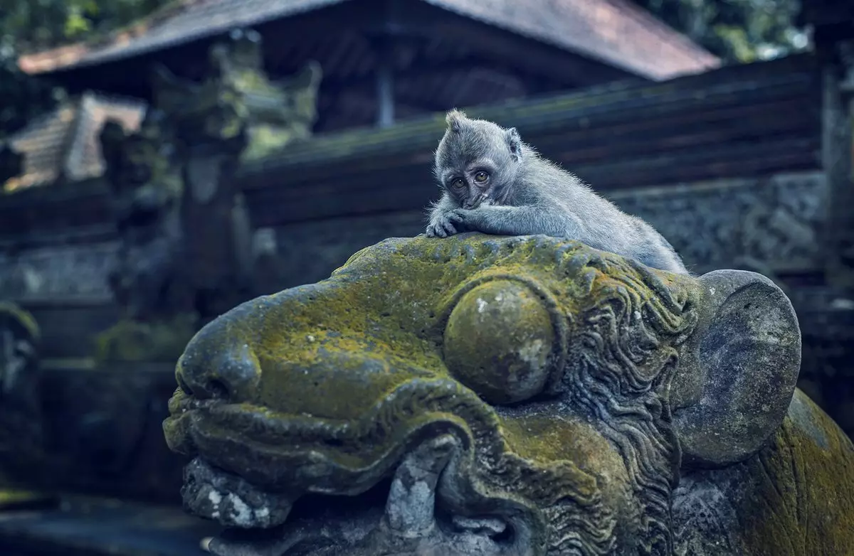 Majmunske misli o vječnom, vodenom limu za vodu i druge fotografije sedmice