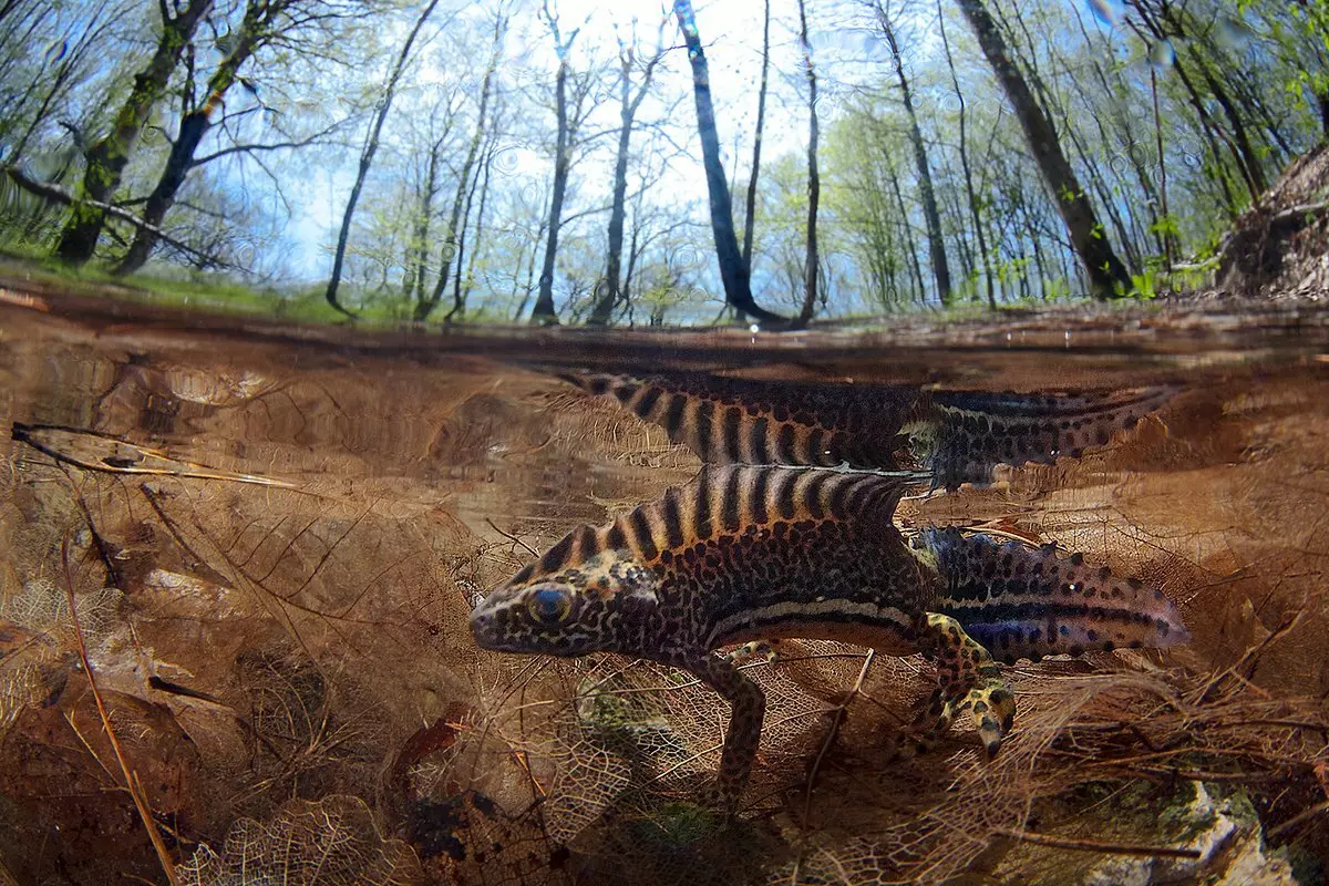 Dragon, Teterev na ndị ọzọ na foto nke izu