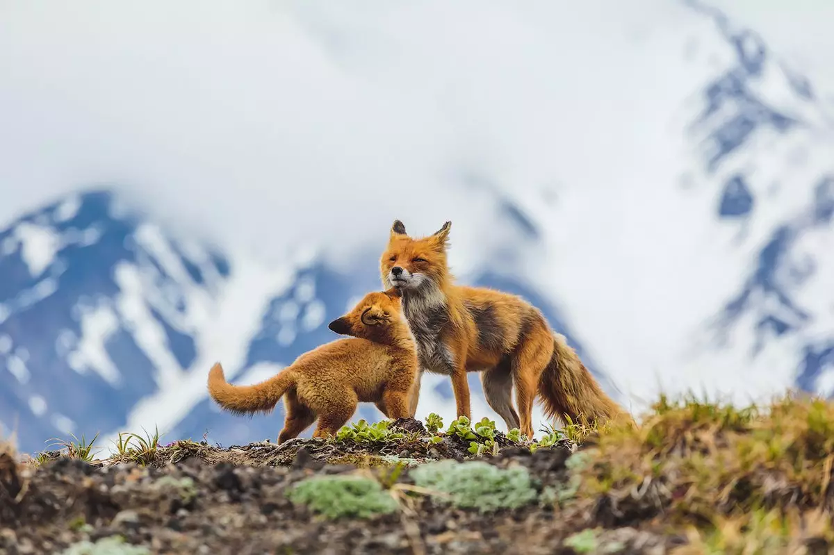 लक। वन्यजन्तु कामचट्का मा Foxes को 11 सुरुचिपूर्ण फोटो