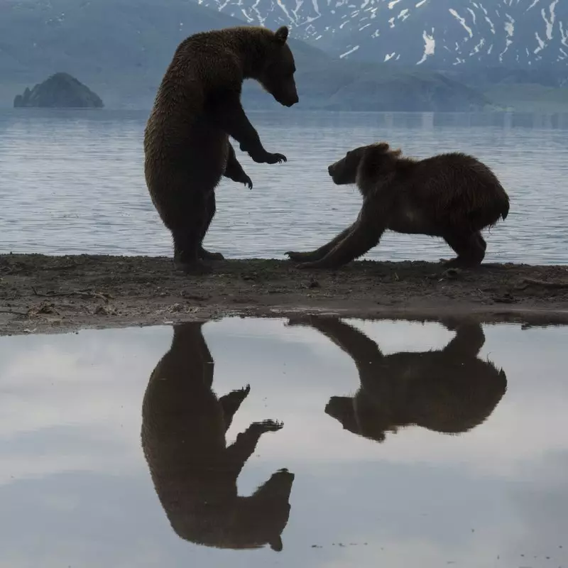 Michezo ya Bears, Carpet ya Ural na picha nyingine za wiki