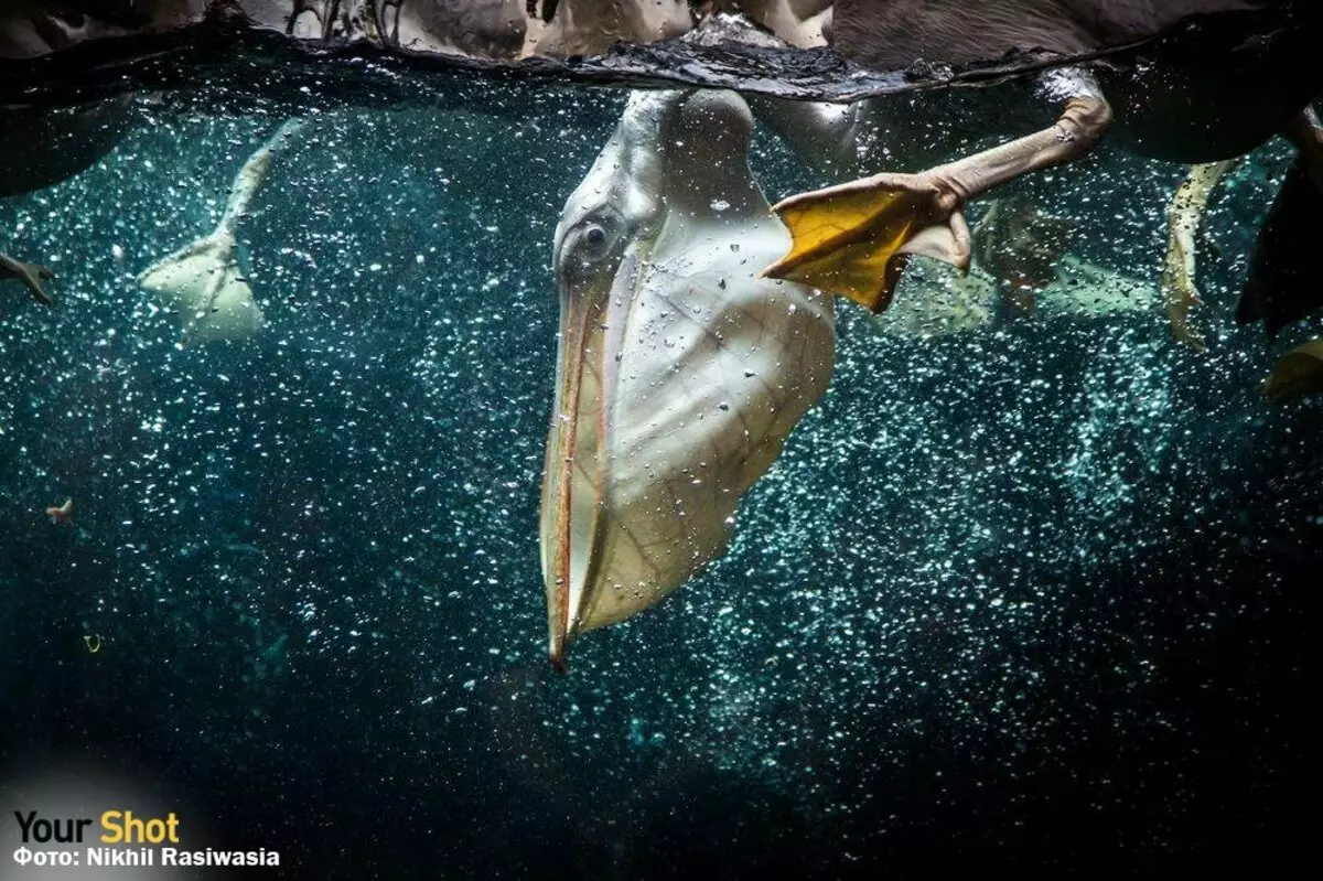 Snažne ruke Otters, pohlepna vjeverica i druge fotografije projekta