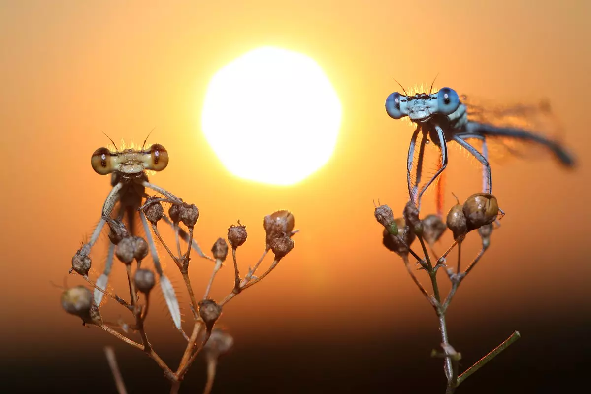 Dawn Dragonflies uye mamwe mafoto evhiki