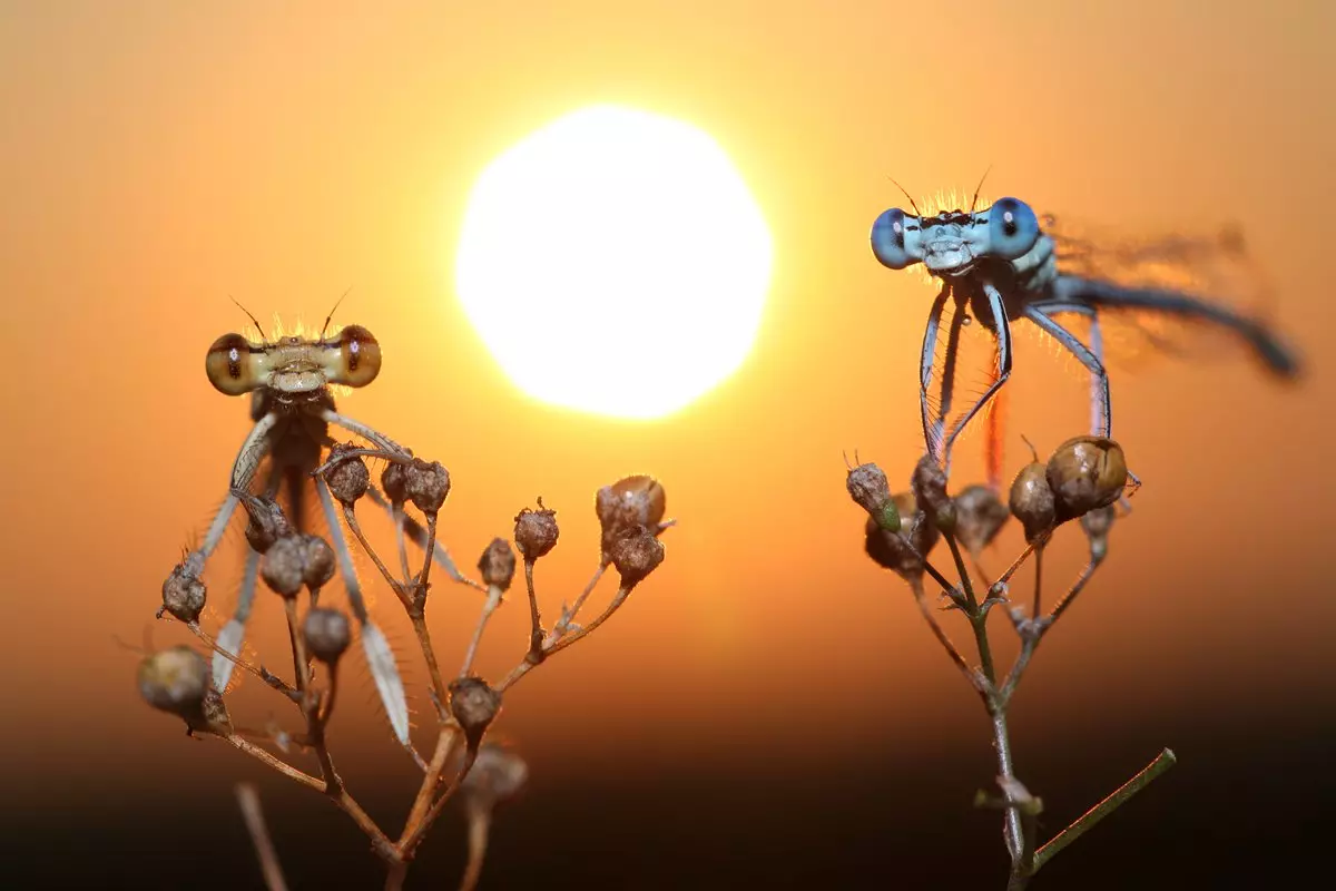 ንጋት Dragonflies እና በሳምንት ሌሎች ፎቶዎች