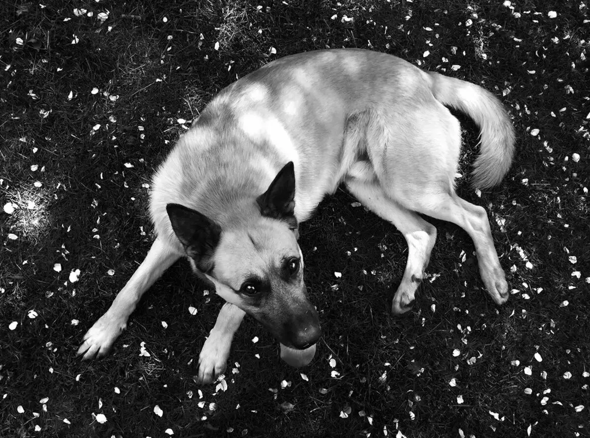 Space Hond an anere Fotoe vun der Woch