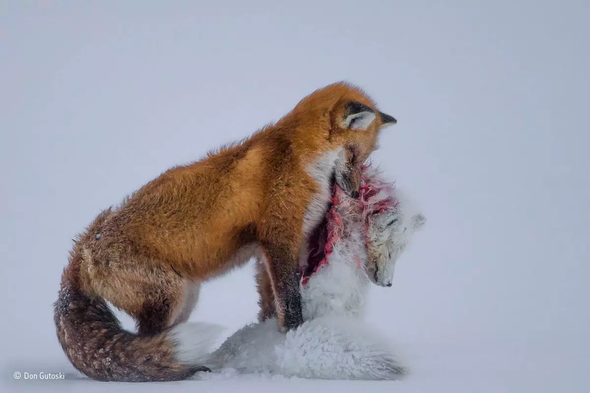 Zmagovalci tekmovanja Wildlife Contest so opredeljeni fotografa leta 2015