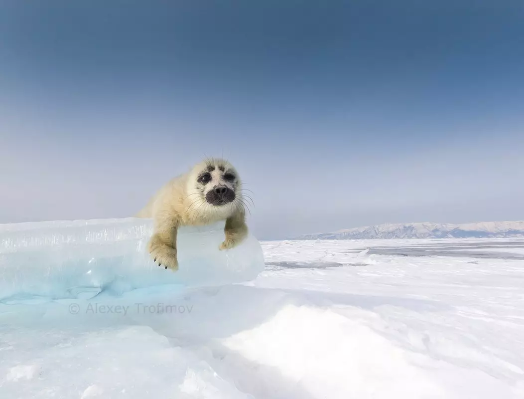 I-Puppy nerve kunye nezinye iifoto zeveki