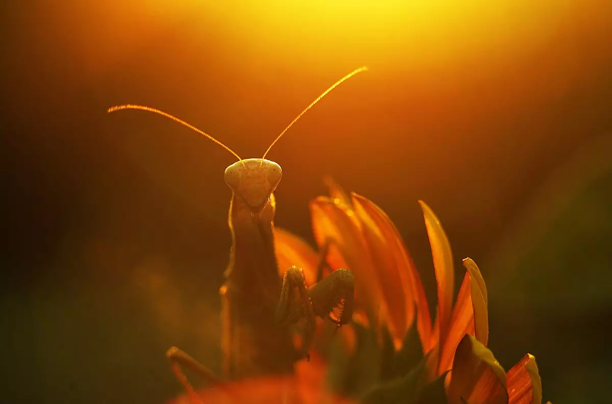 ಭವಿಷ್ಯದ ಮತ್ತು ವಾರದ ಇತರ ಫೋಟೋಗಳಿಂದ ಅತಿಥಿ