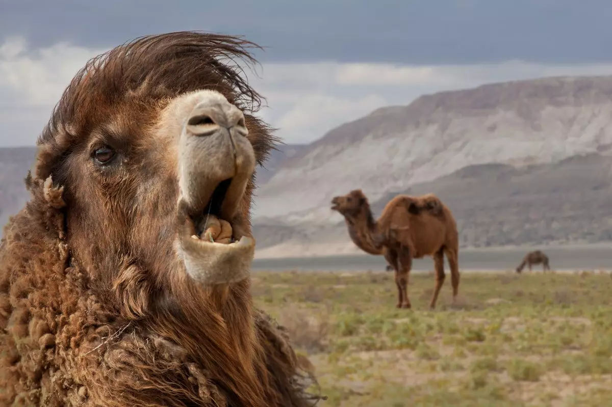 Selfie Camel en oare foto's fan 'e wike