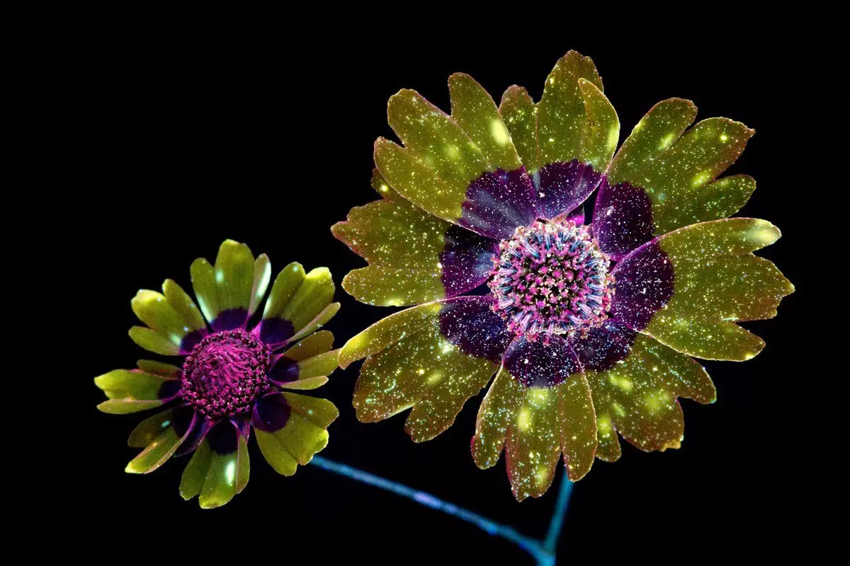 宇宙花：紫外線でマクロ撮影