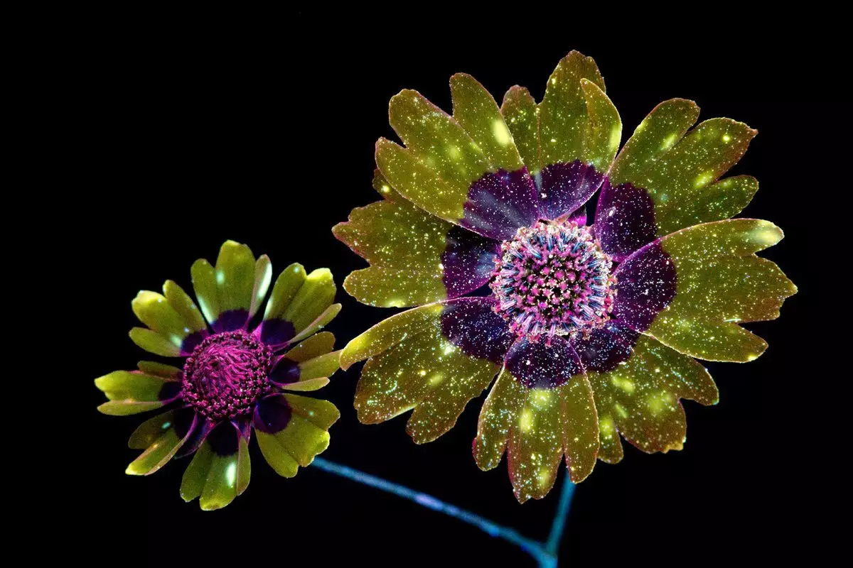 Flores do espaço: tiro macro em ultravioleta