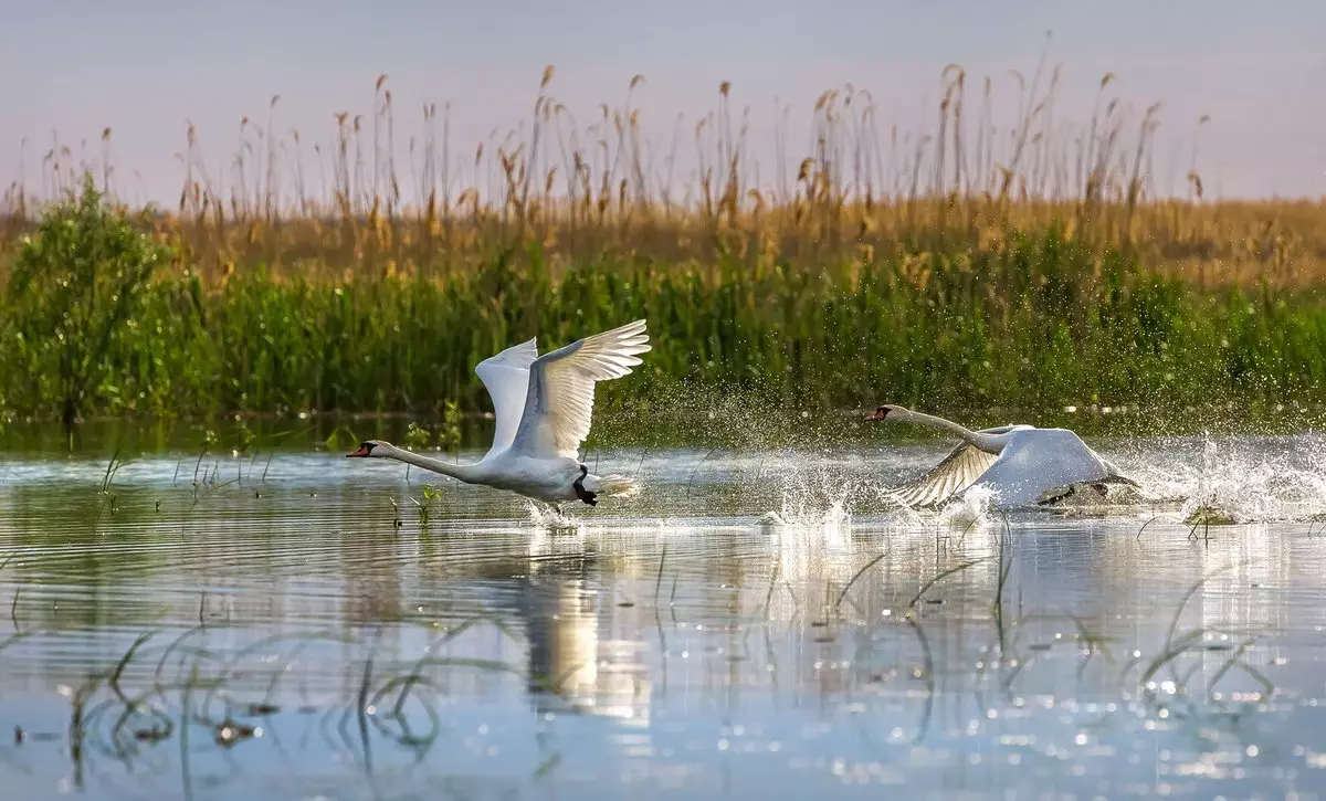 Swans salvatges i altres fotos de la setmana