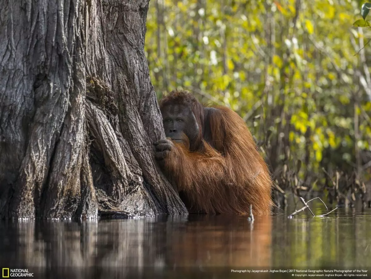 Keputusan Peraduan Foto Jurugambar Nature National Geographic of the Year 2017 diumumkan