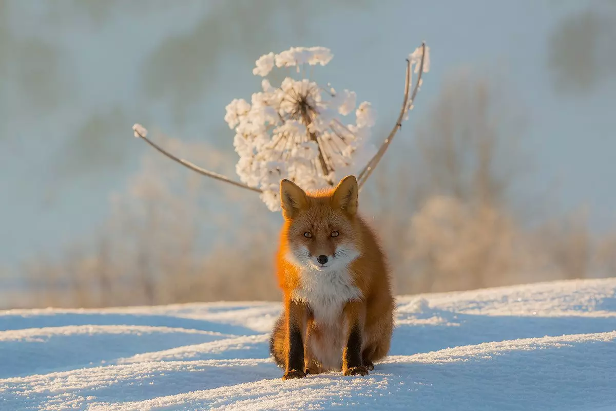 Fox Horned dan gambar-gambar lain dalam seminggu