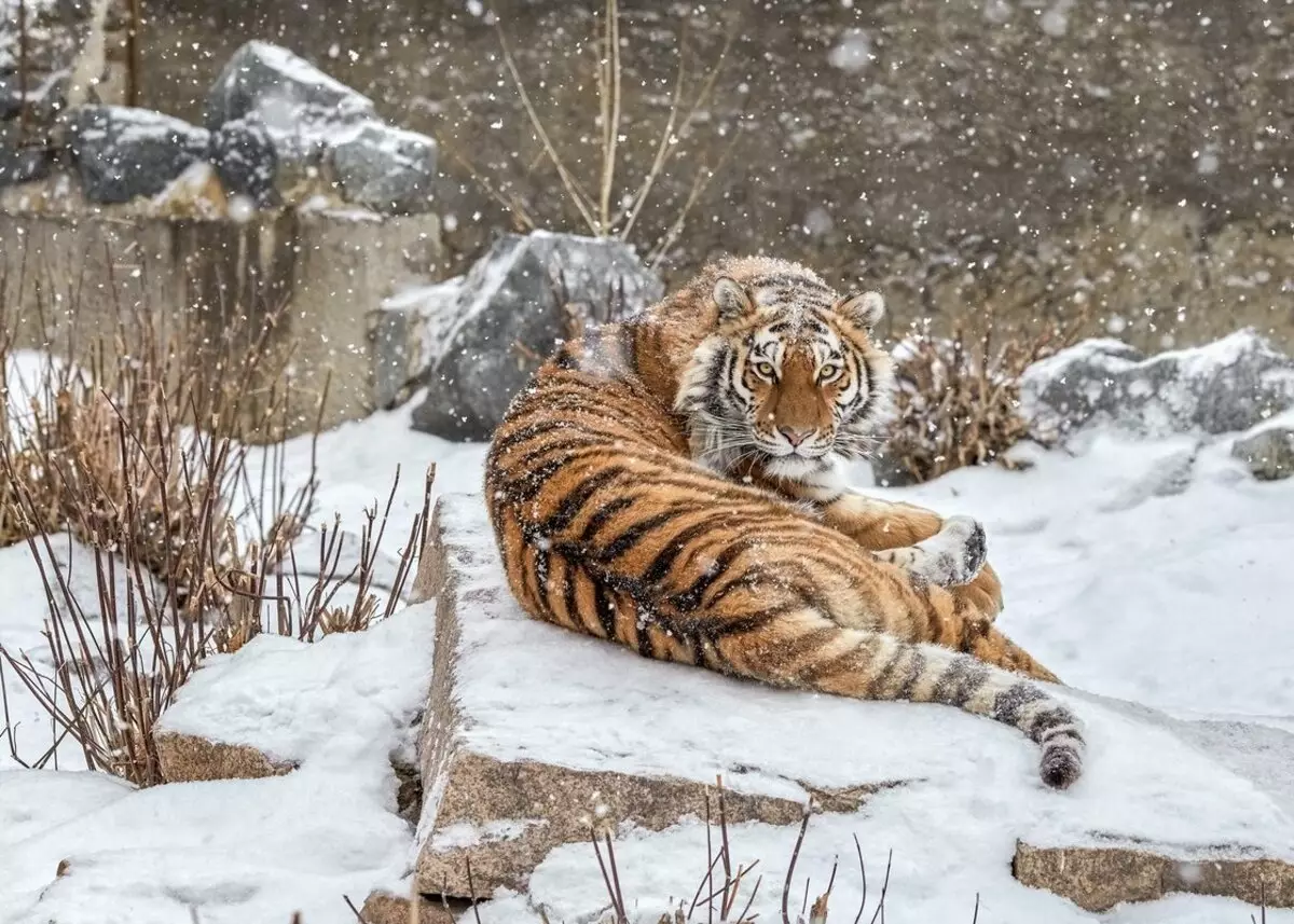 Amur Tigress และภาพถ่ายอื่น ๆ ของสัปดาห์