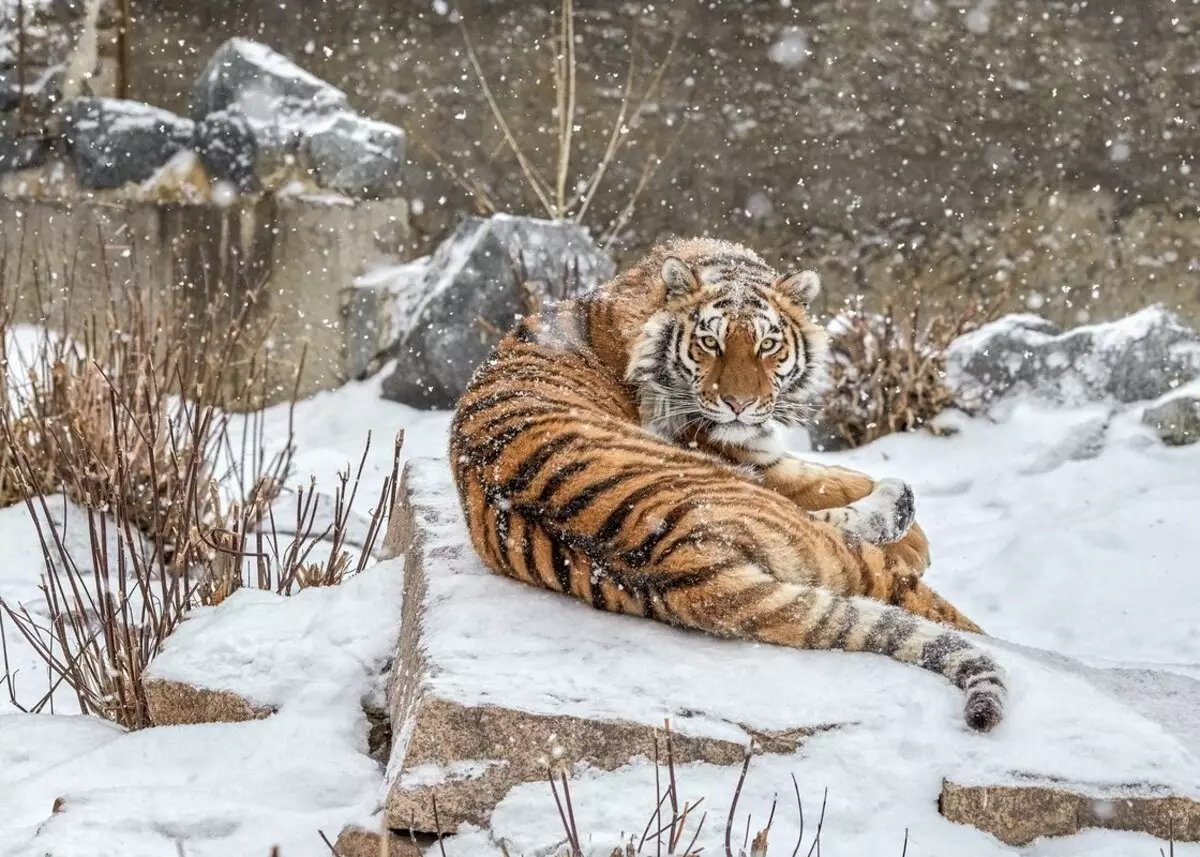 Amur Tigress ma isi ata o le vaiaso