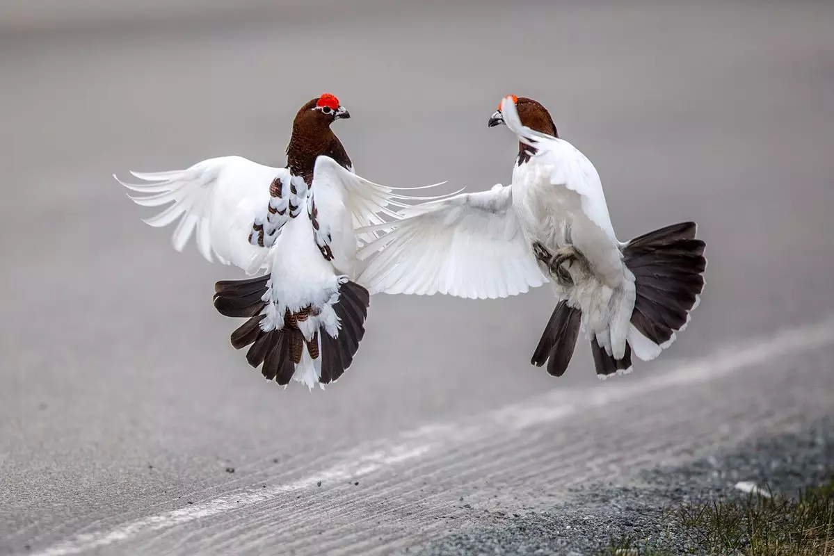 "Što je vjenčanje bez borbe?" I druge fotografije tjedna