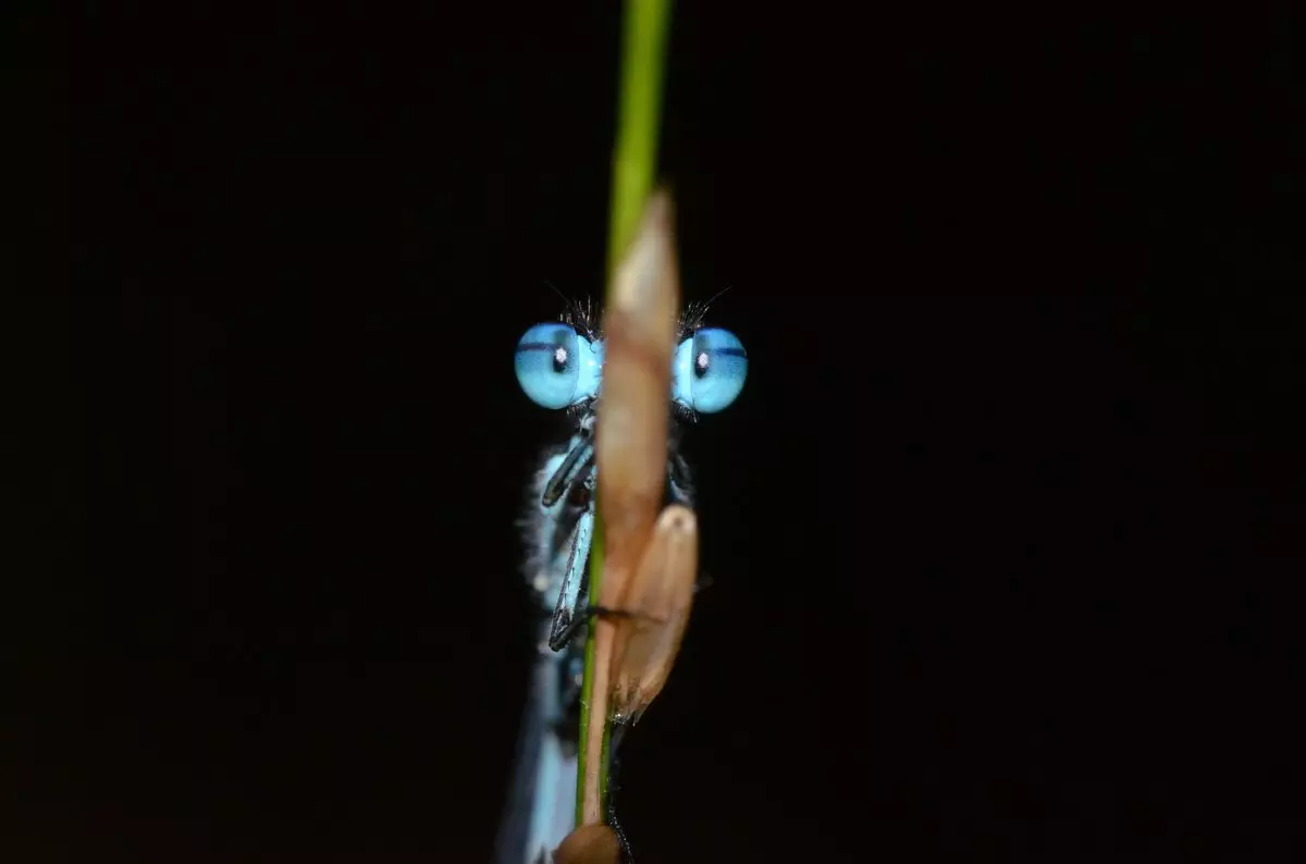 "Vem är där?!" Och andra bilder på veckan