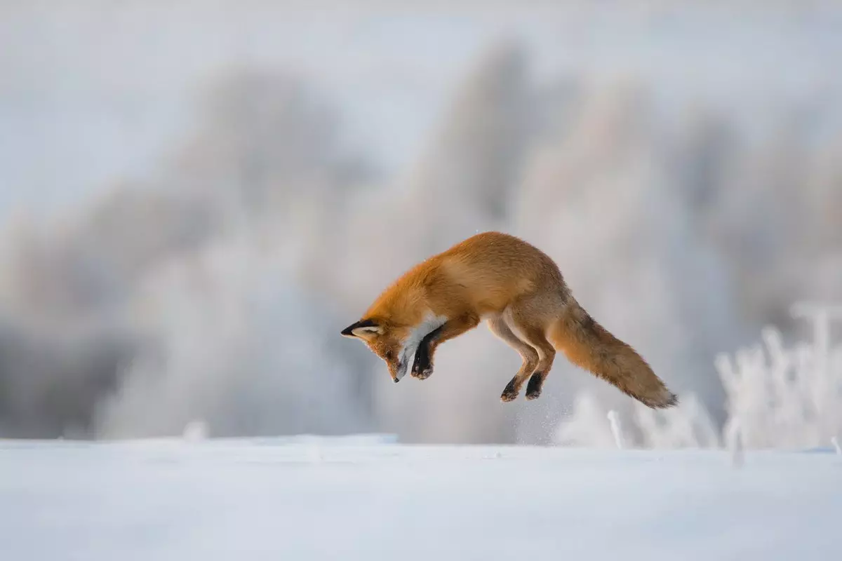 Beweging in die natuur