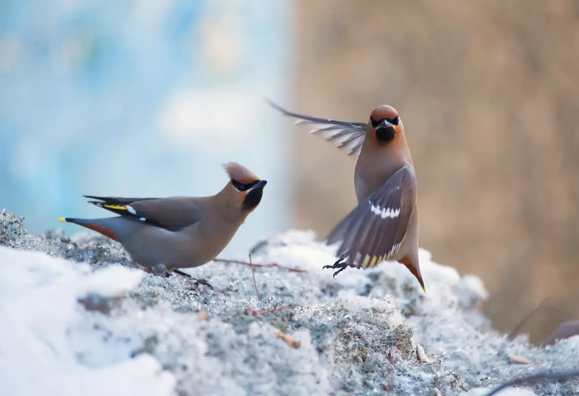 "Gehen Sie, ich positioniere!" Und weitere 4 beste Fotos der letzten Woche