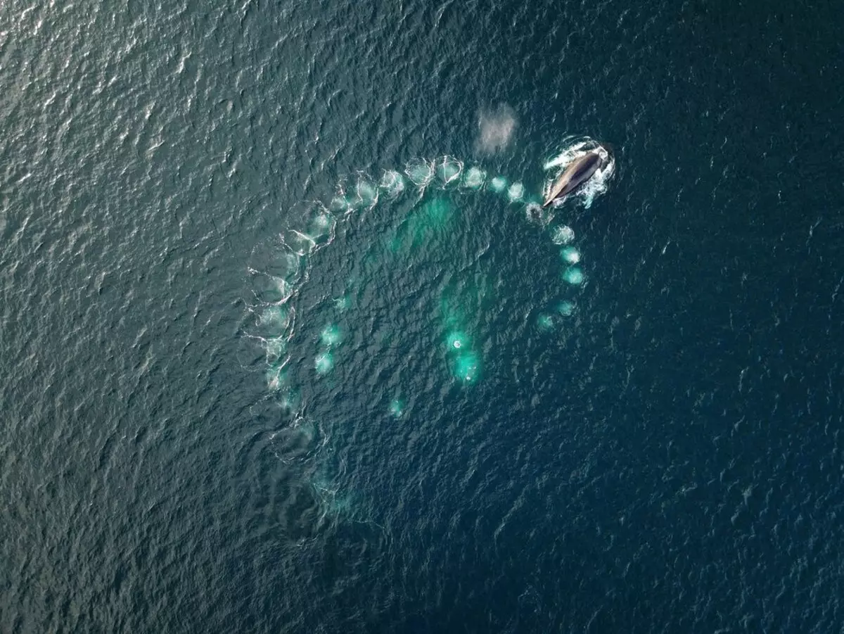 Buborékhálózat bálnák és más fotók a hétről