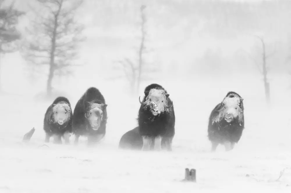 "Ghosts Tundra" en oare foto's fan 'e wike