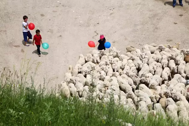 Children with sheep