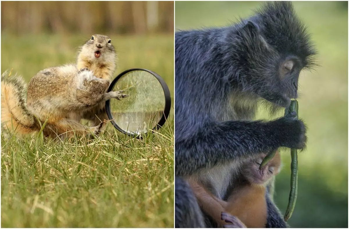 "Siz bu ko'rdingmi?" Va haftaning boshqa fotosuratlari