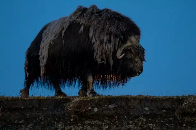 Lua em uma barba.