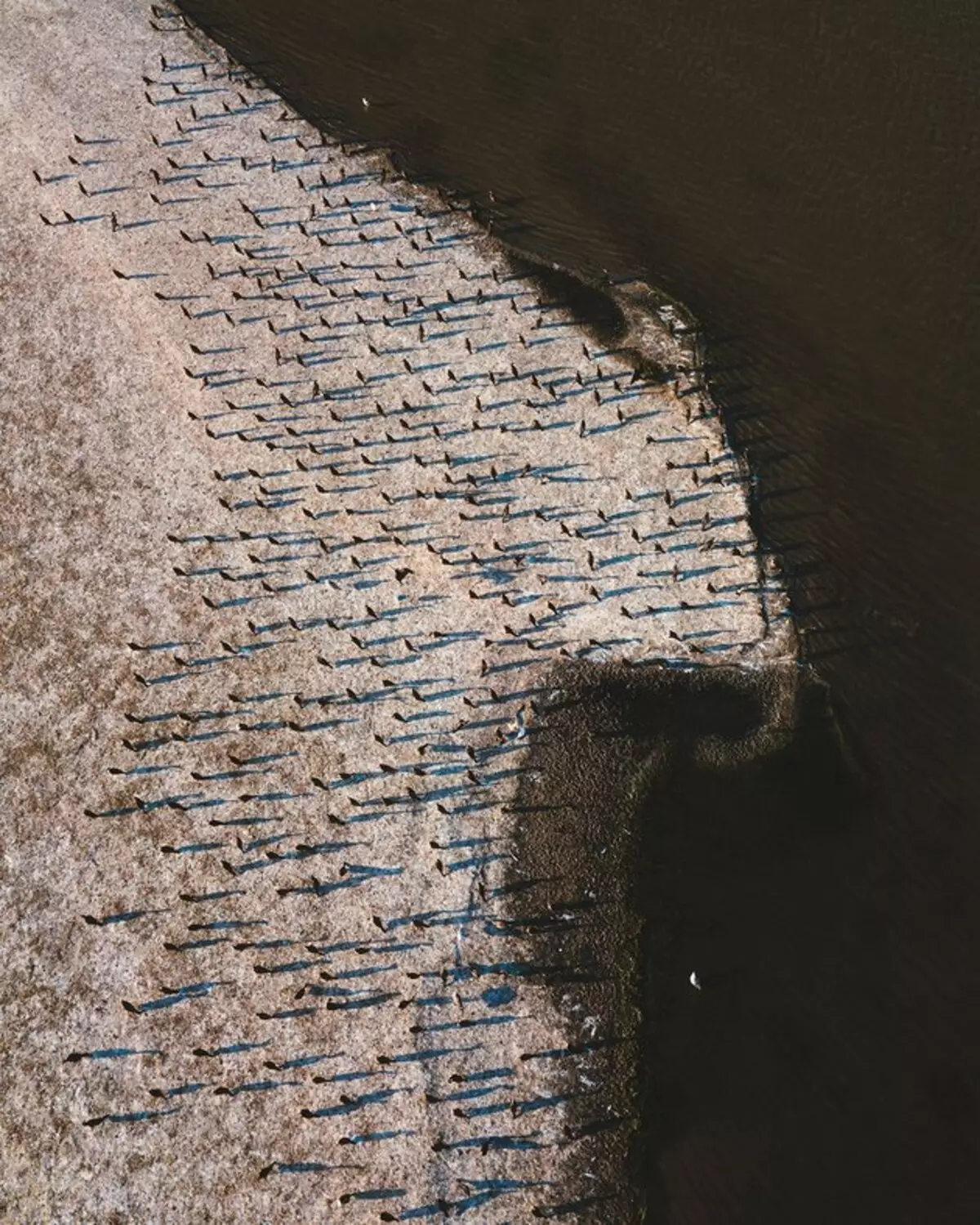 Colony of cormorants, toppur útsýni