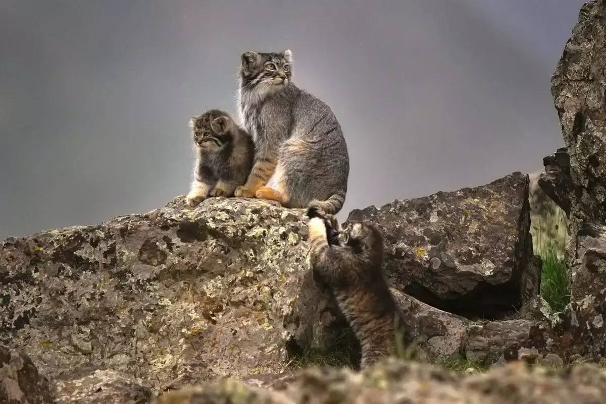 Kulawarga Manulaov lan foto liyane minggu