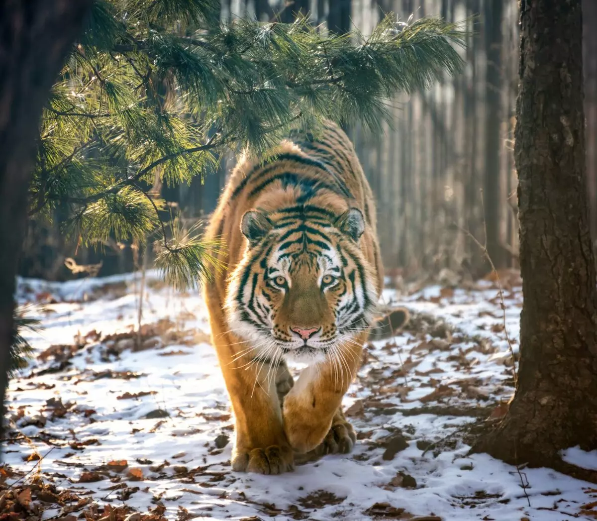 Primorye. Amūro tigras.
